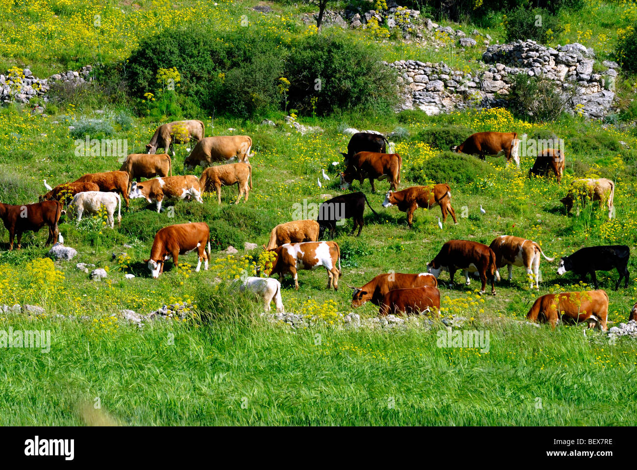Cattle farming in israel hi-res stock photography and images - Alamy