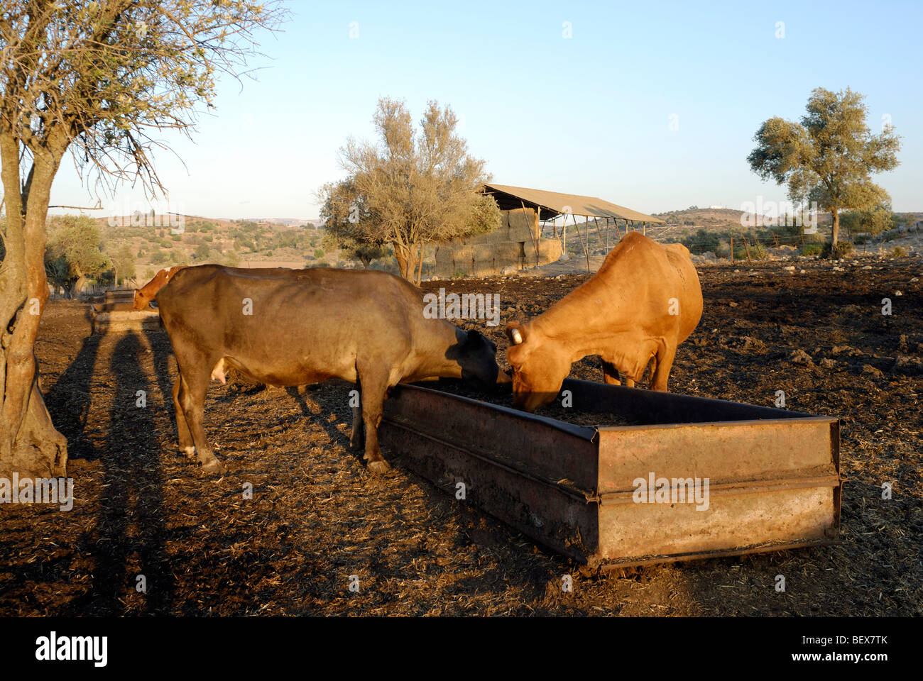 Israel, Negev, Lachish region, a herd of cows eating out of a trough ...