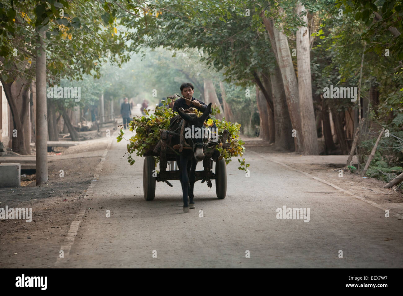 Uyghur man driving donkey cart returning from fall grape harvest in ...