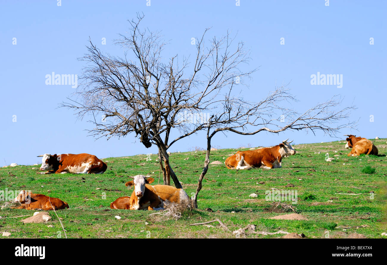 Cattle farming in israel hi-res stock photography and images - Alamy