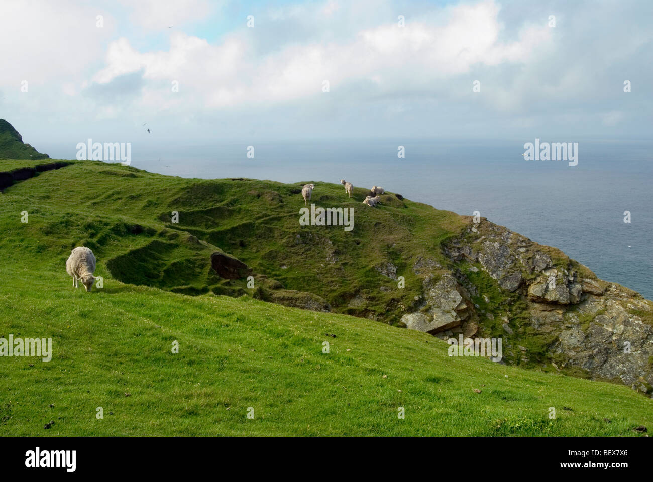 Cliffs in Hermaness National Nature Reserve with grass and sheep ...