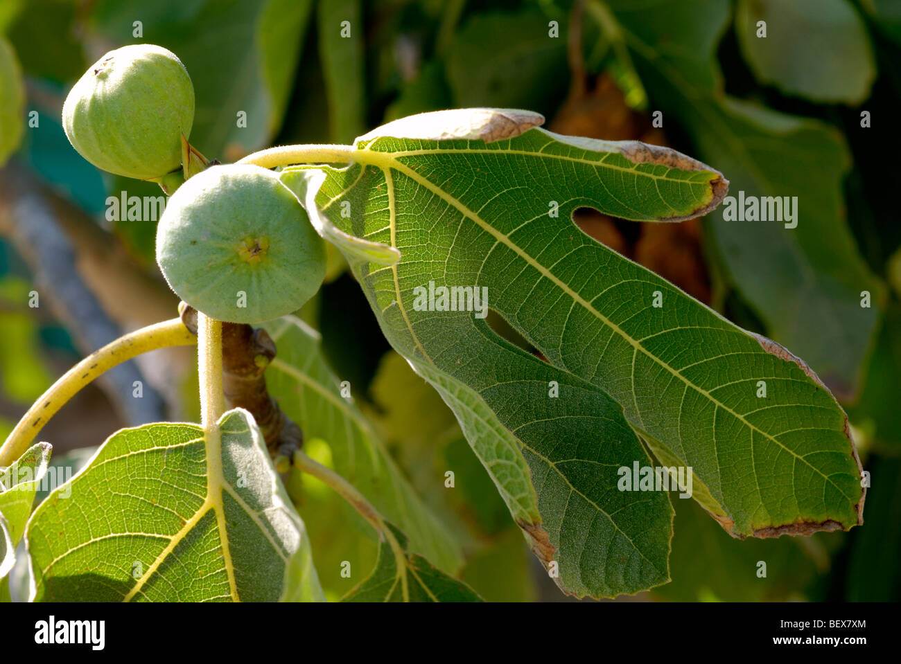 Fig plantation hi-res stock photography and images - Alamy