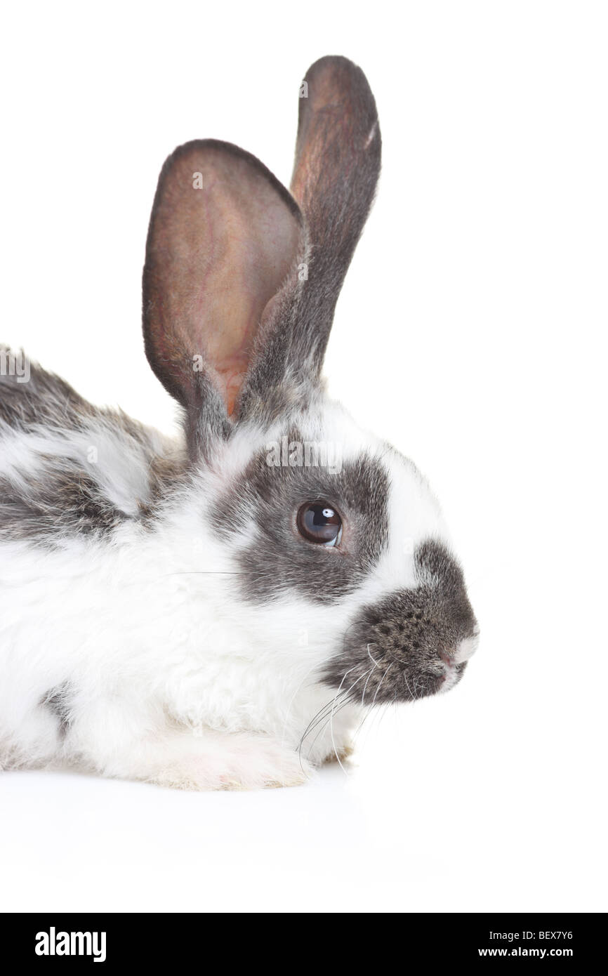 A rabbit isolated on white background Stock Photo - Alamy