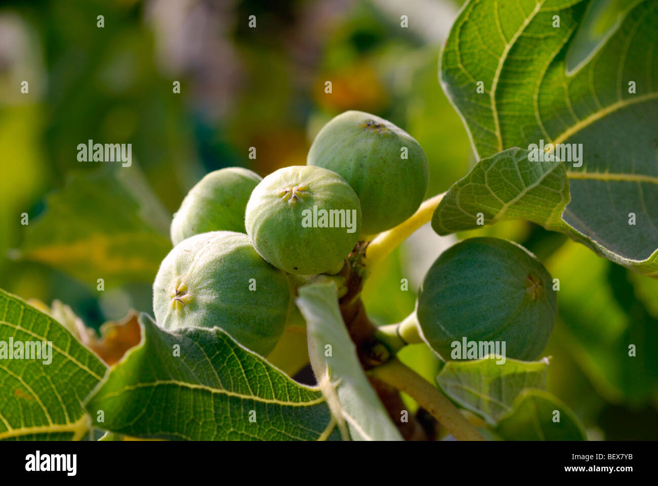 Fig tree plantation hi-res stock photography and images - Alamy
