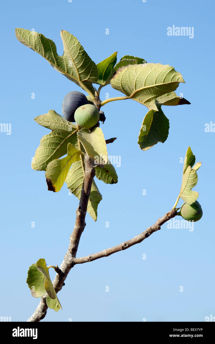 Close up of the fruit and leaves of a fig tree Ficus carica blue sky ...