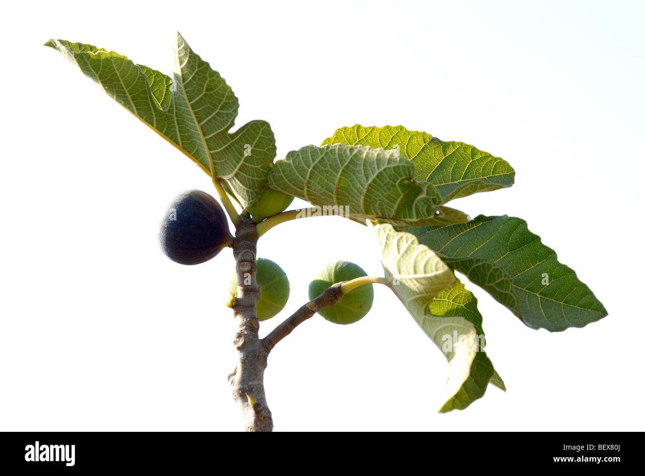 Close up of the fruit and leaves of a fig tree Ficus carica on white ...