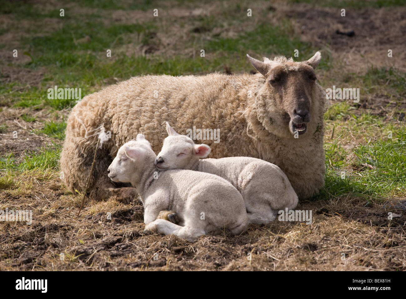 Tired Sheep and Lambs, Somerset, England, UK Stock Photo - Alamy
