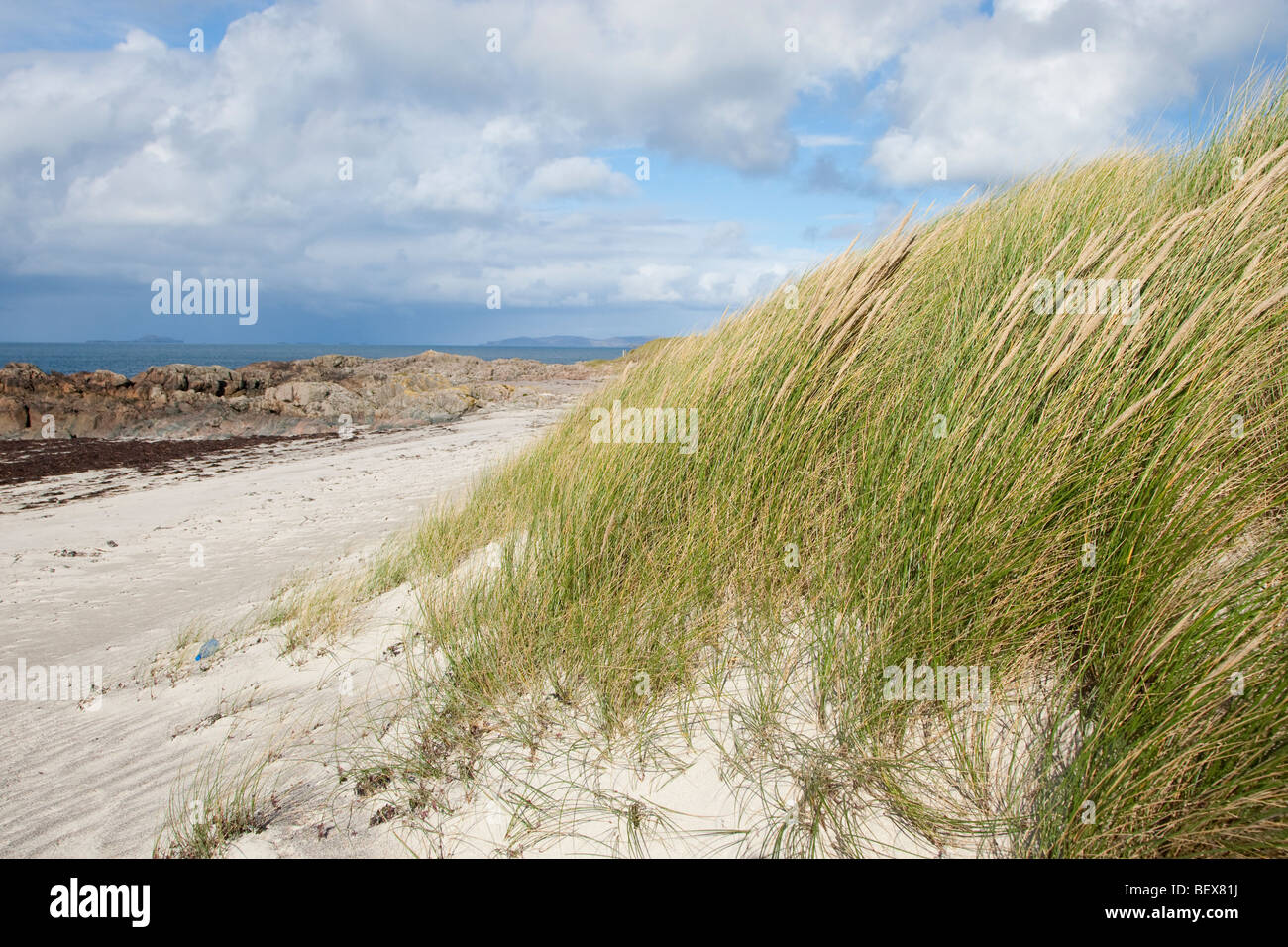 Marram grass and sand dunes Stock Photo - Alamy