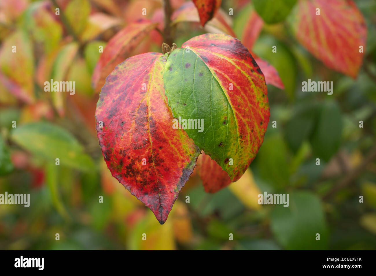 Senescence hi-res stock photography and images - Alamy
