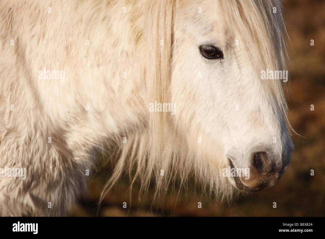 Horse, Cheddar Gorge, Somerset, England, UK Stock Photo - Alamy