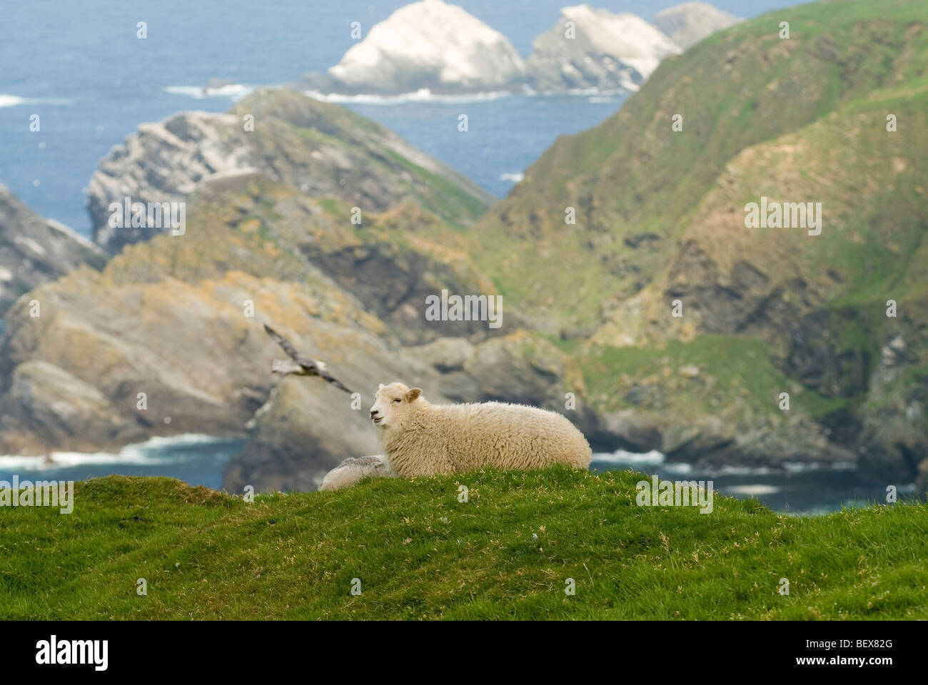 Sheep On A Cliff Edge High Resolution Stock Photography and Images - Alamy