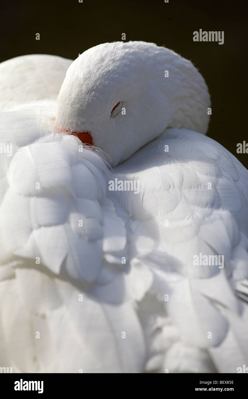 Sleeping goose hi-res stock photography and images - Alamy