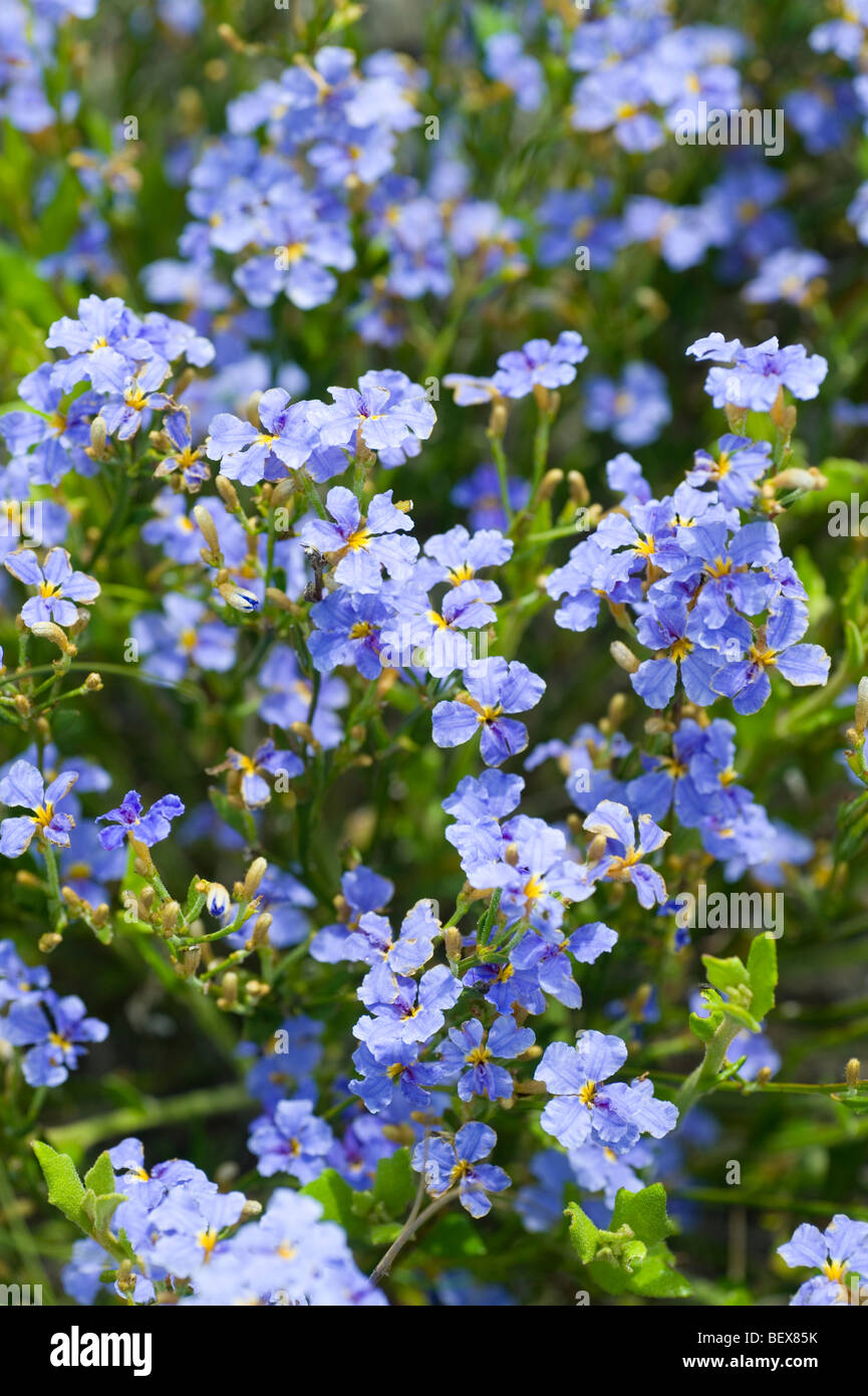 Dampiera hi-res stock photography and images - Alamy