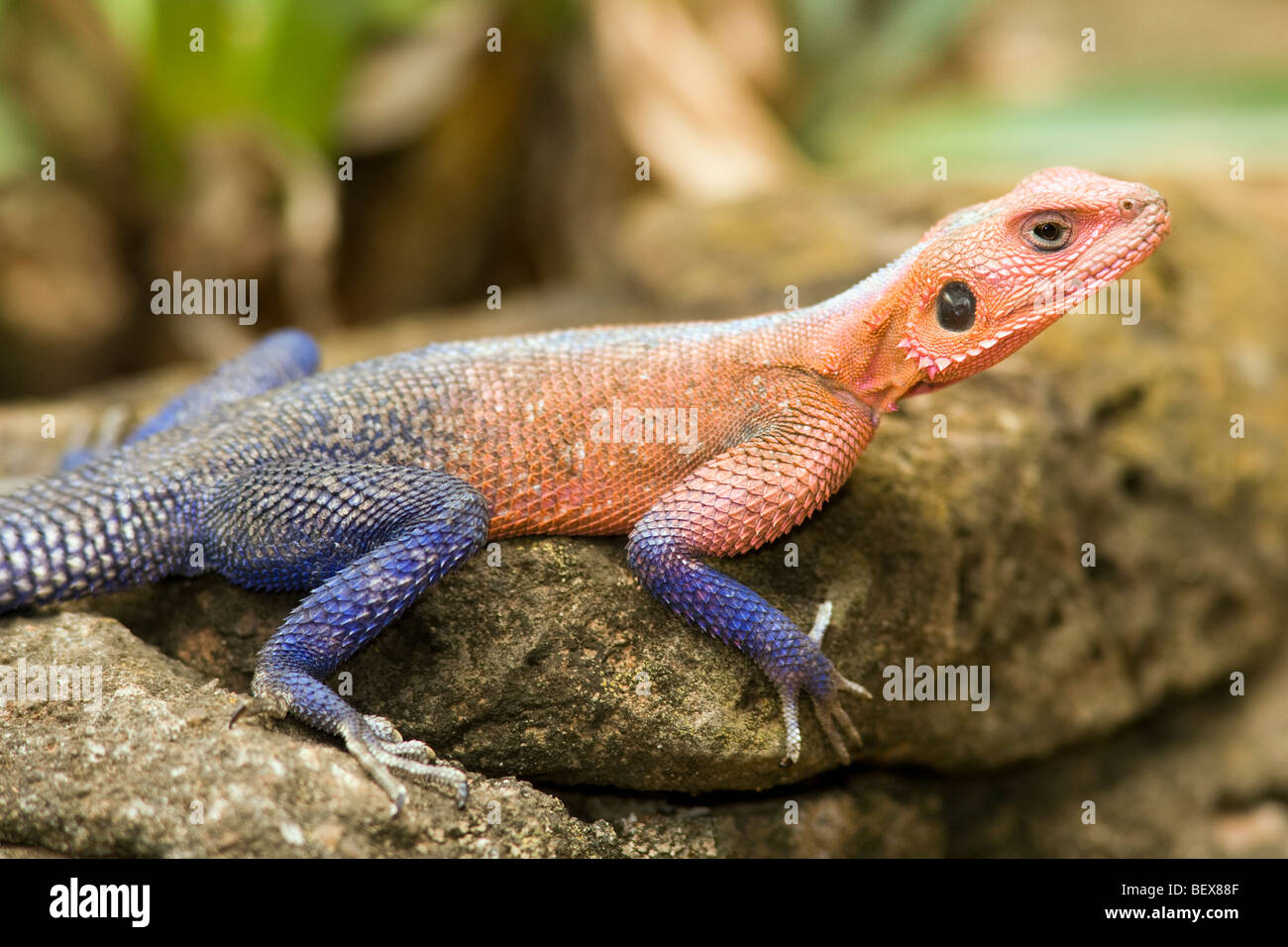 Agama Lizard - Masai Mara National Reserve, Kenya Stock Photo - Alamy
