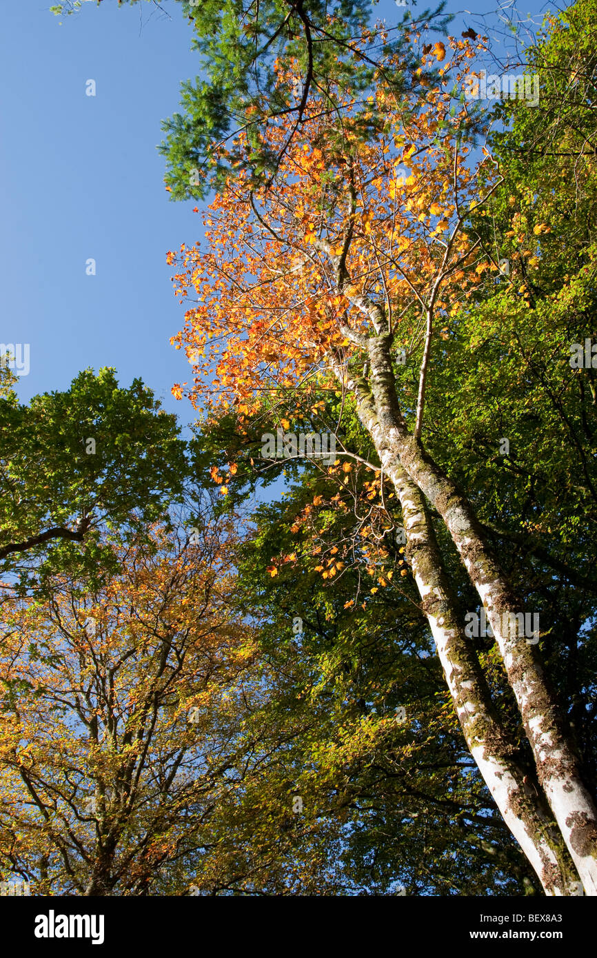 Upward view of early autumn trees Stock Photo - Alamy
