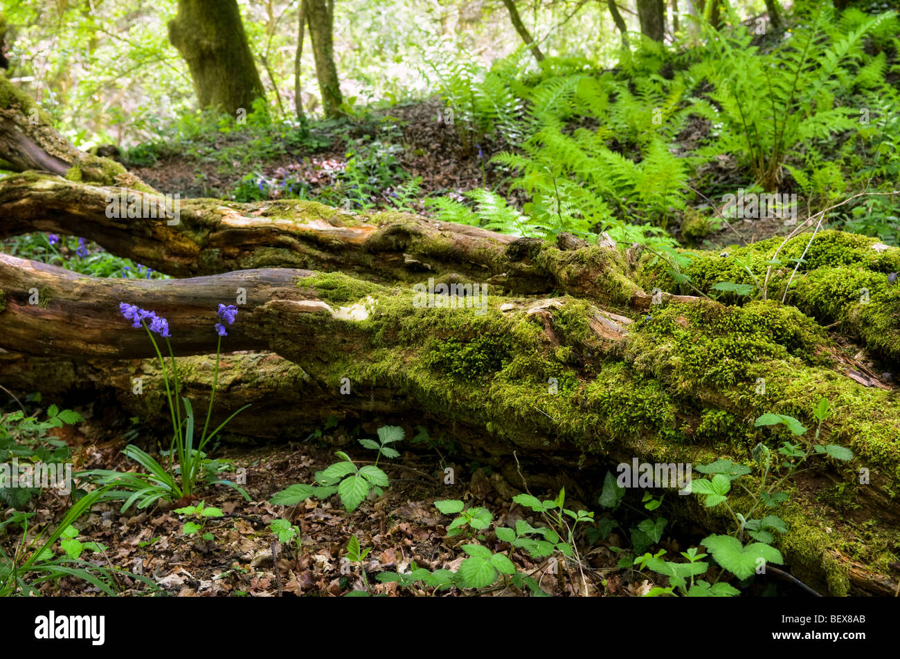 Ferns and moss hi-res stock photography and images - Alamy