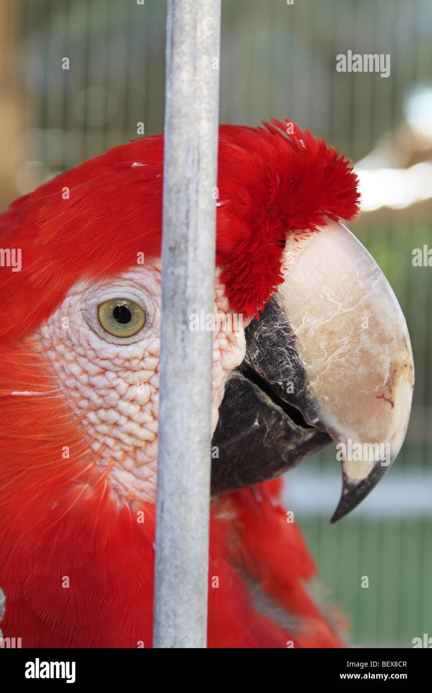 A red Parrot in it's cage, Cancun's Riviera Maya, Mexico Stock Photo ...