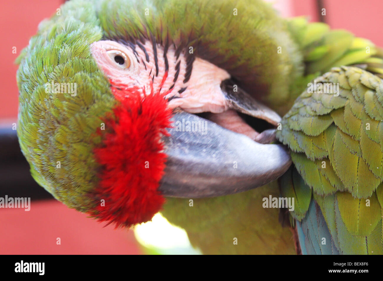 The hotel's mascot Makita, the Military Macaw at Zoetry Paraiso de la ...