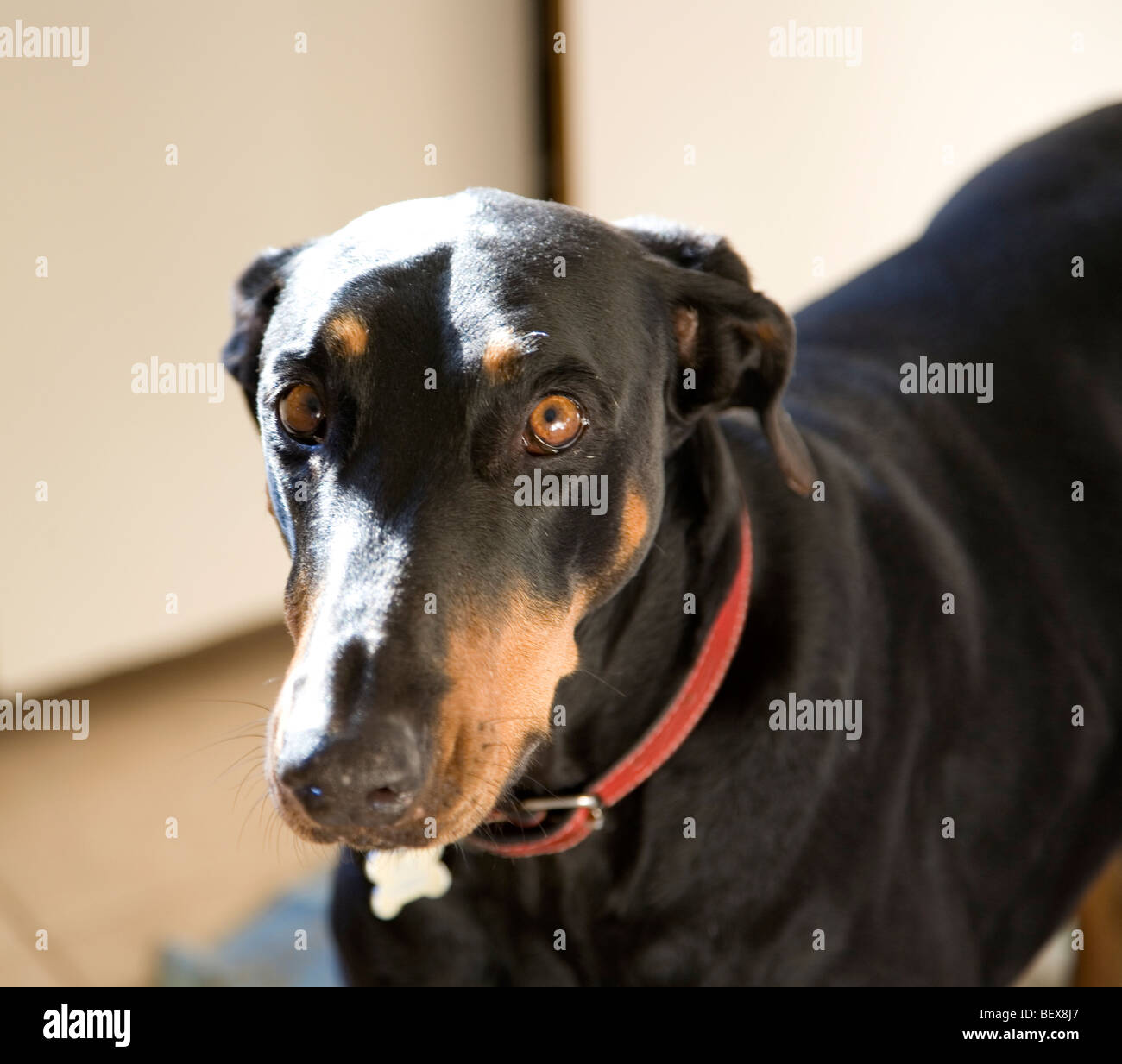 Doberman portrait hi-res stock photography and images - Alamy