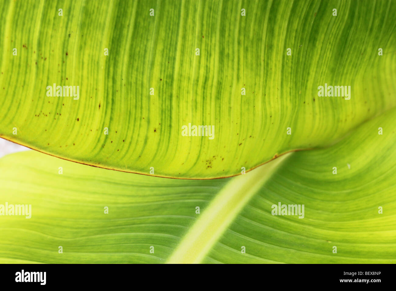 Close-up of a palm leaf, Riveria Maya, Mexico Stock Photo - Alamy