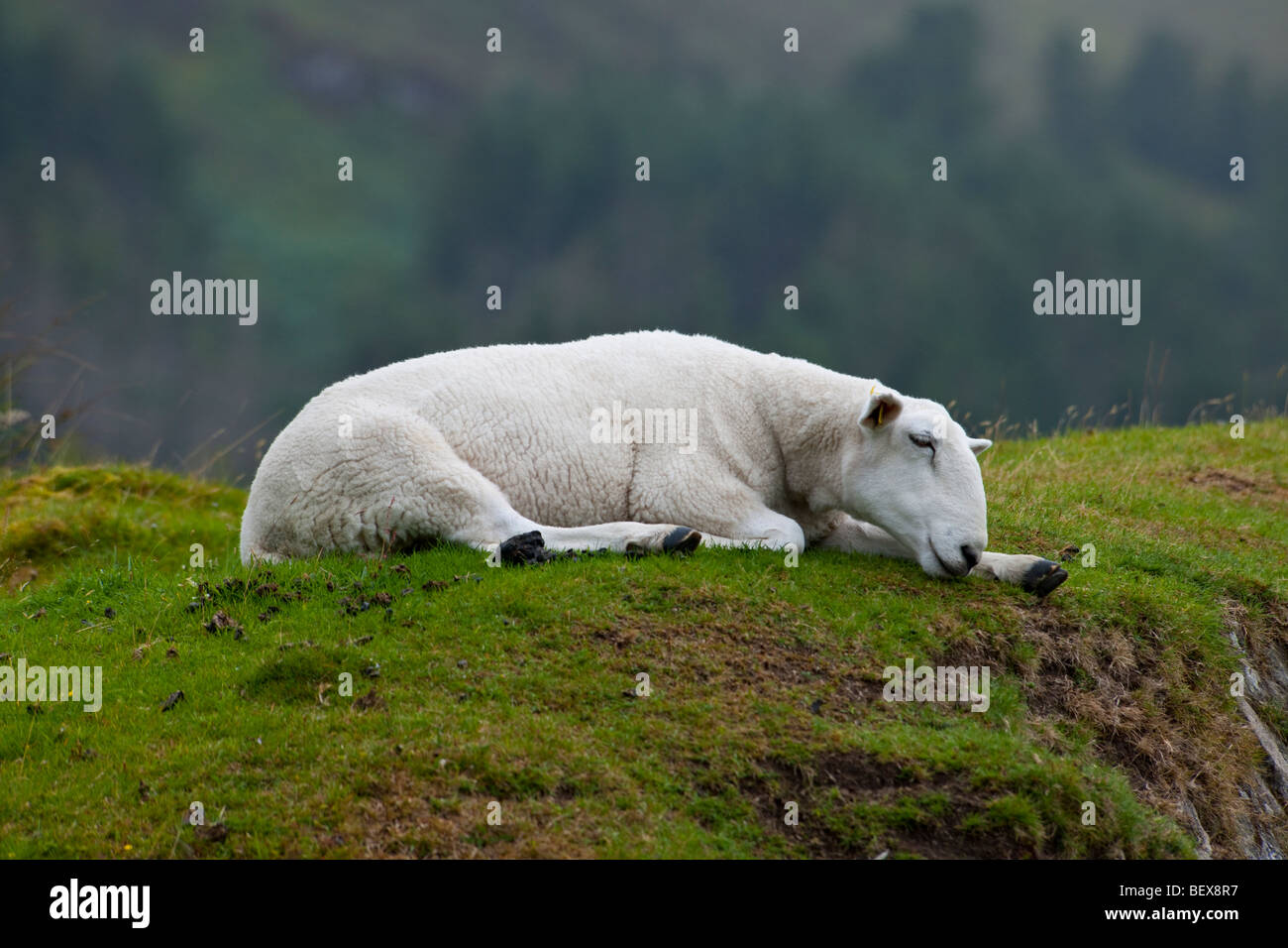 Highland sheep hi-res stock photography and images - Alamy