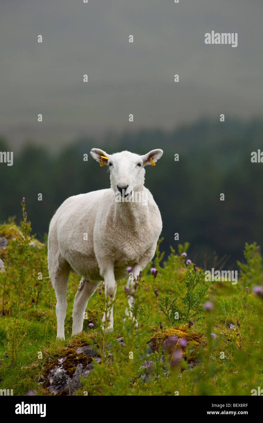 Highland sheep on the hills of Skye in Scotland Stock Photo - Alamy