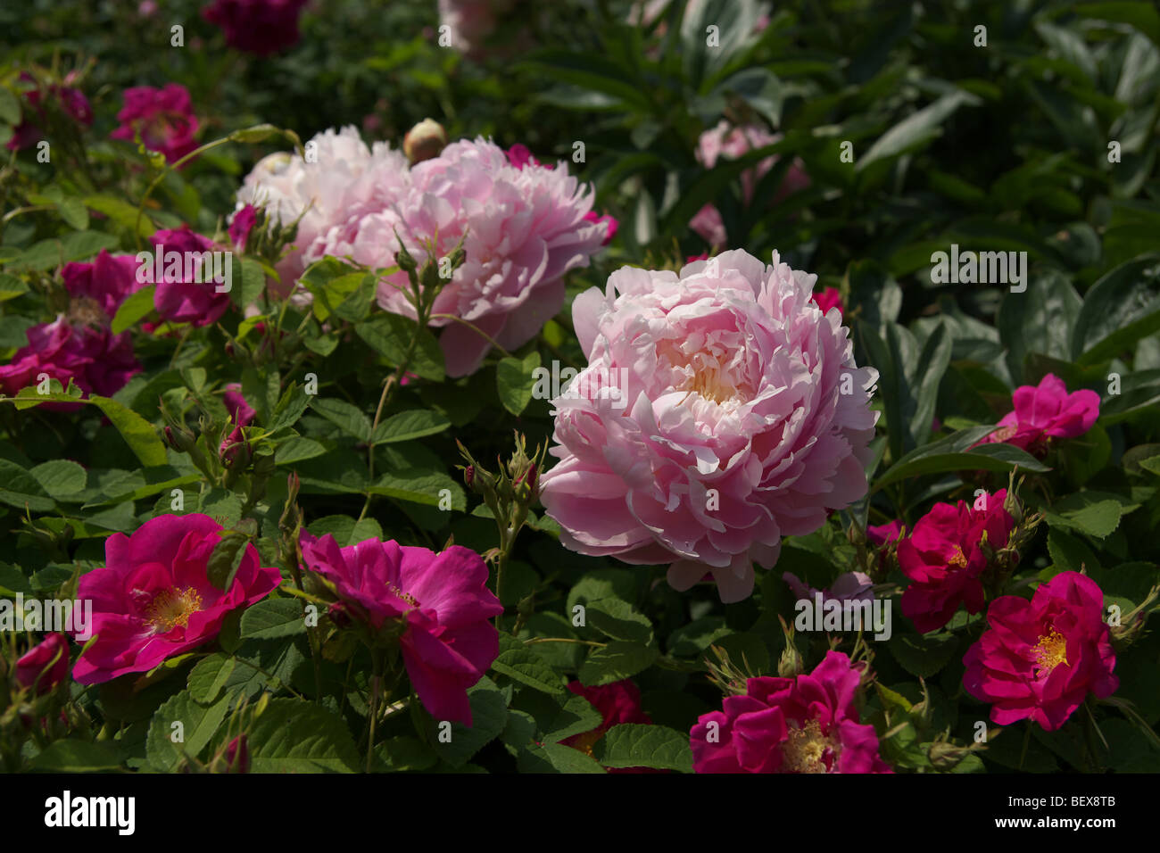 Peonies in full bloom hi-res stock photography and images - Alamy