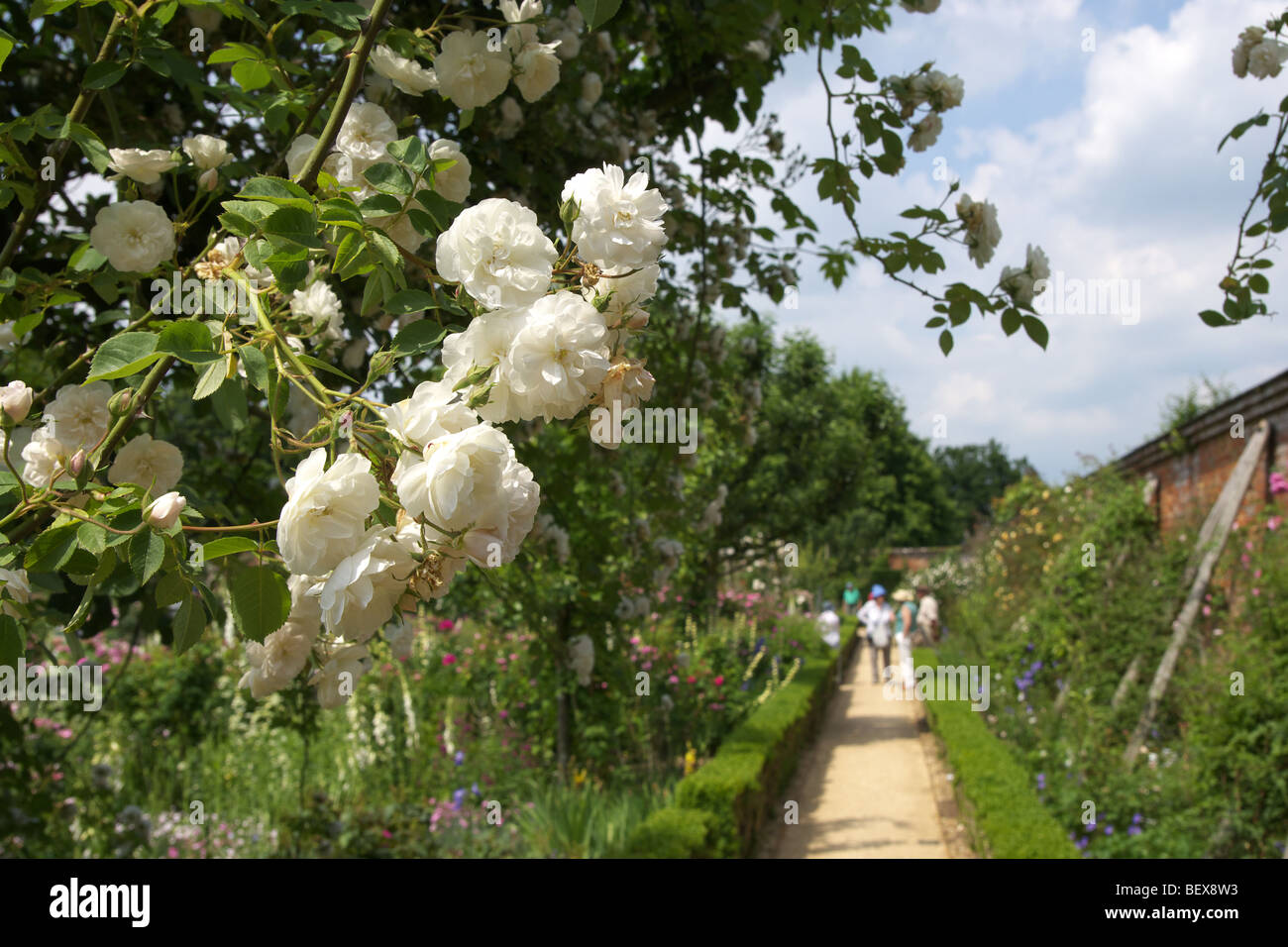 A rambling rose in full bloom in a walled garden in summer Stock Photo ...