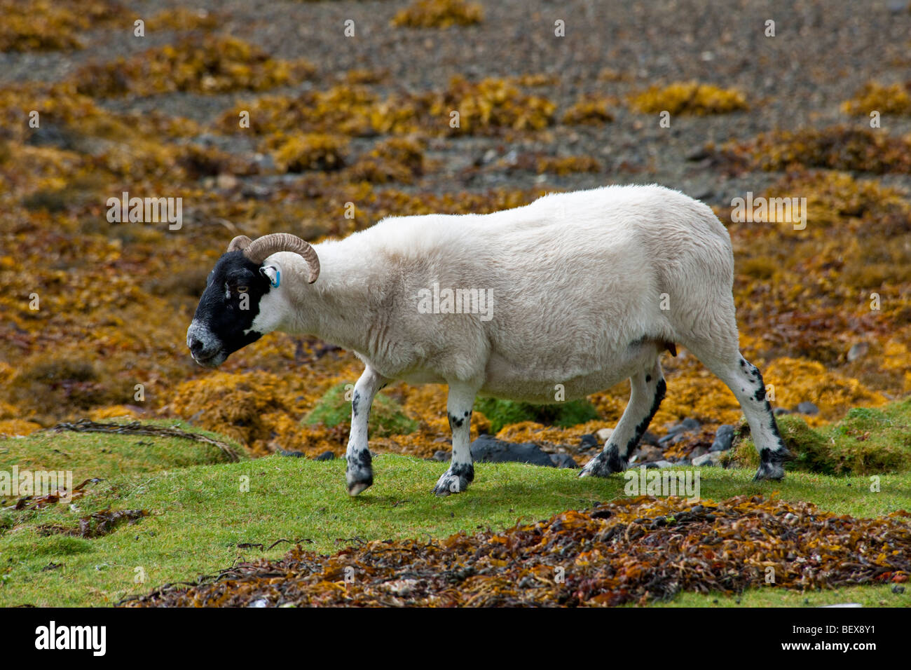 Skye sheep tourism hi-res stock photography and images - Alamy