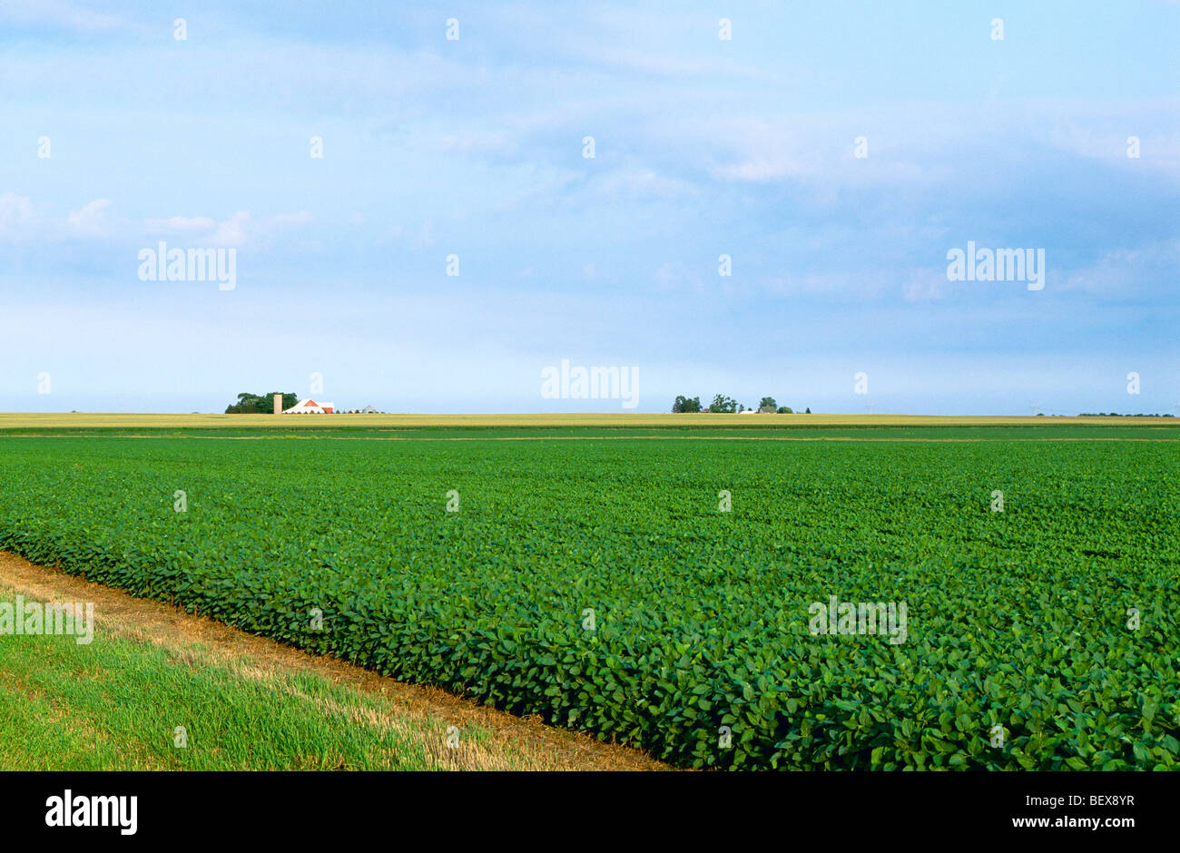 Field of mid growth soybean plants with a grain corn field and a red ...