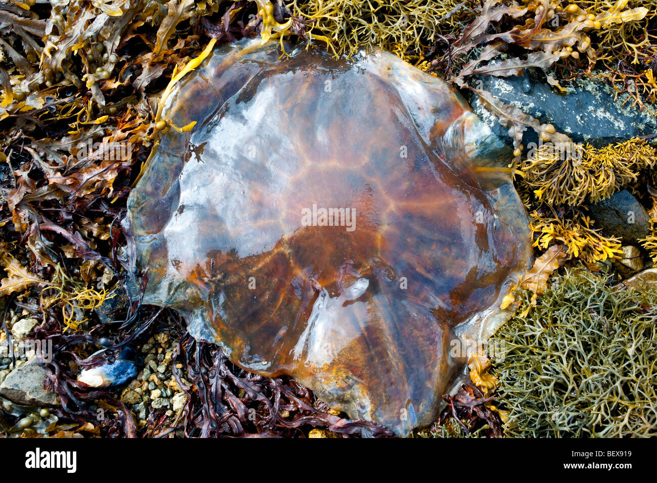 Common jellyfish stranded on the shore of Loch Slapin on the Isle of ...