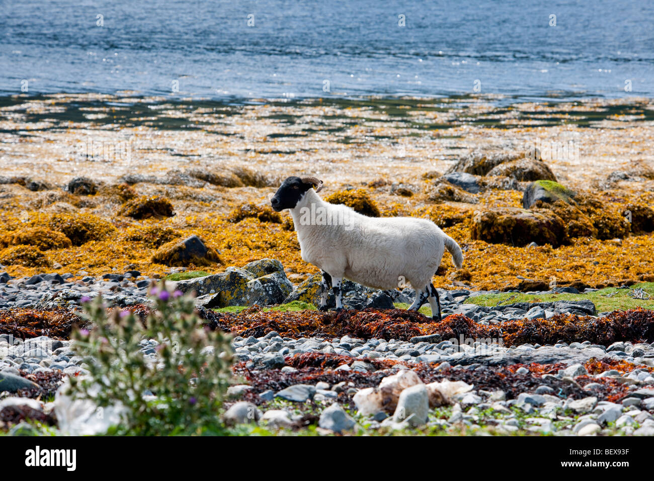 Highland sheep on the hills of Skye in Scotland Stock Photo - Alamy