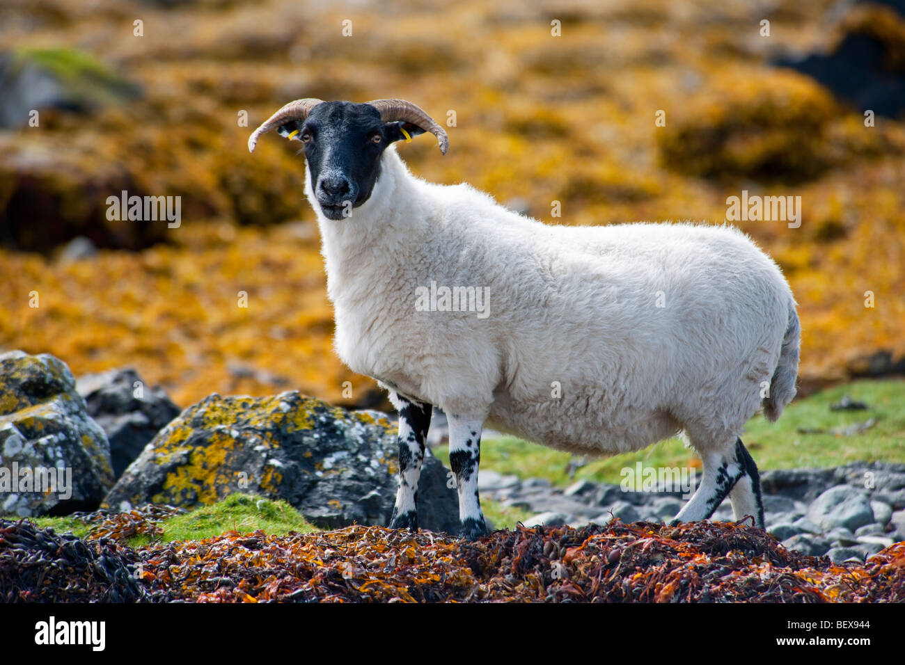 Highland sheep on the hills of Skye in Scotland Stock Photo - Alamy