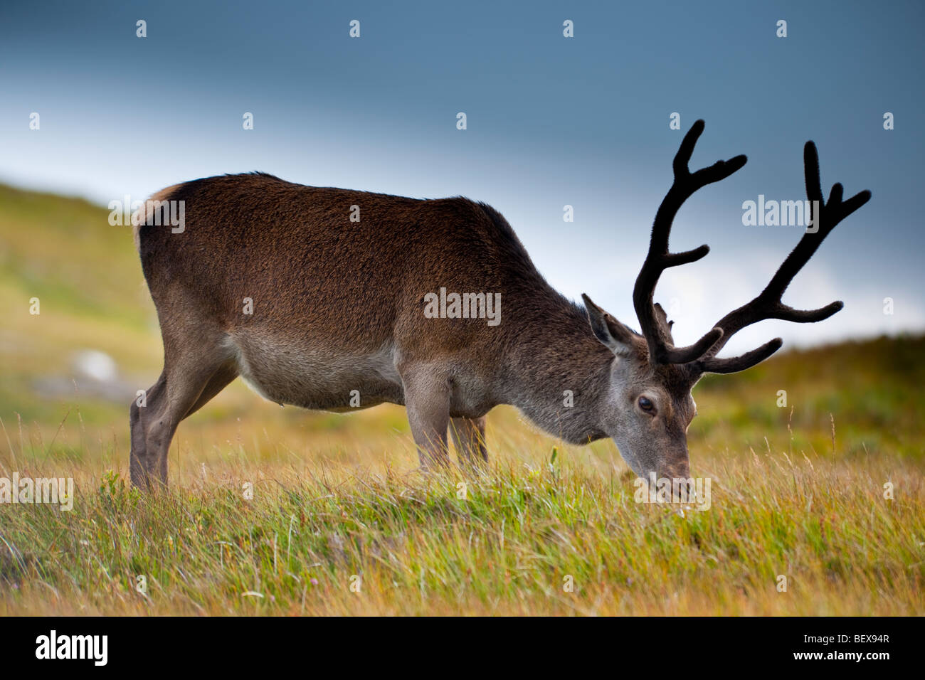 Roe deer uk hi-res stock photography and images - Alamy