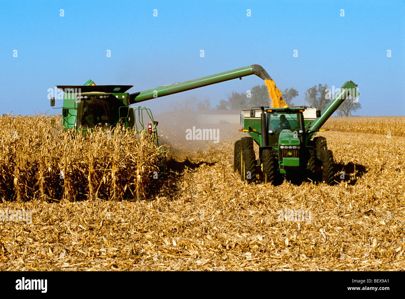 A John Deere combine harvests grain corn while augering the harvested ...