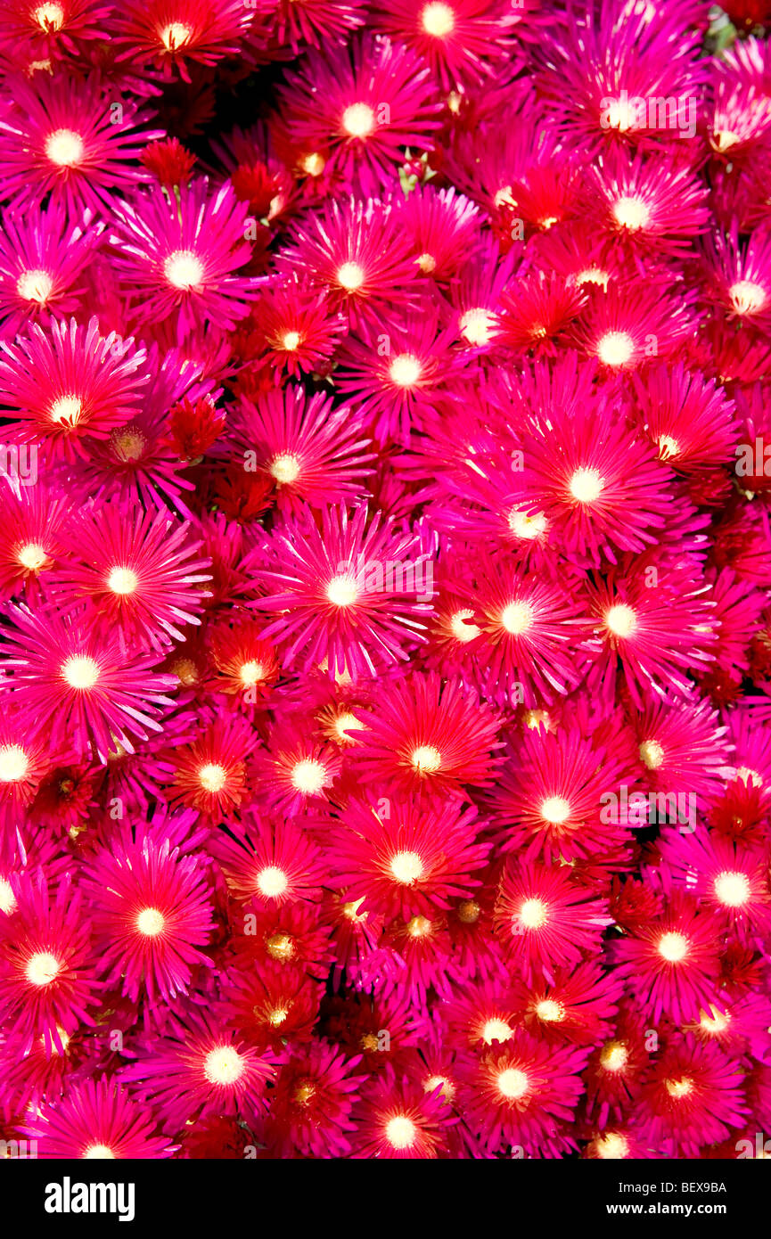 Bright pink pigface Stock Photo - Alamy