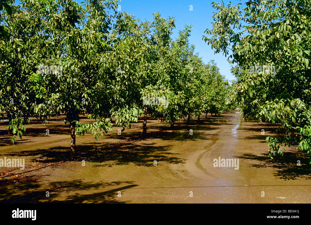 Rows of walnut trees hi-res stock photography and images - Alamy