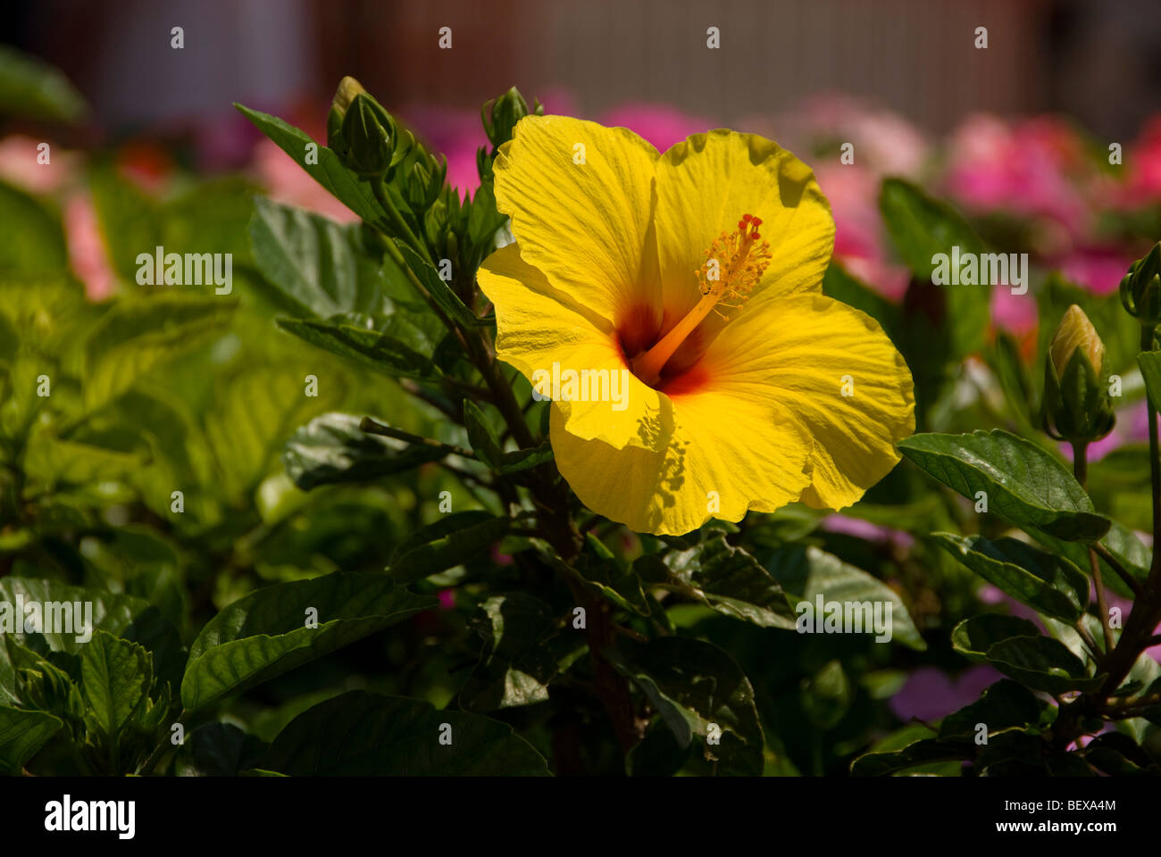 Monkey musk hi-res stock photography and images - Alamy