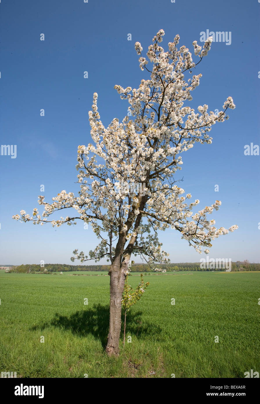 Blooming Cherry Tree Stock Photo - Alamy