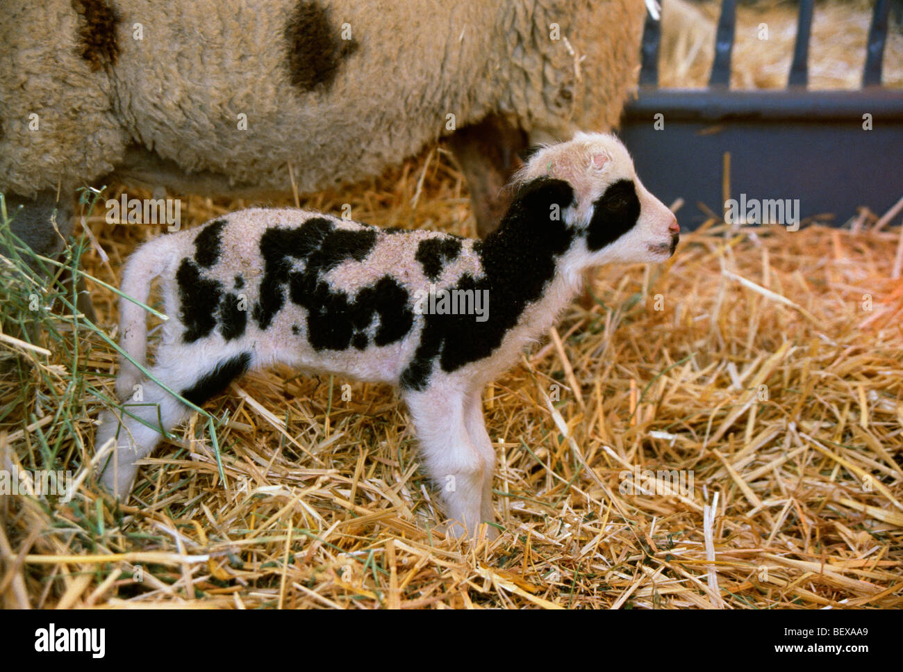 Jacob lambs hi-res stock photography and images - Alamy