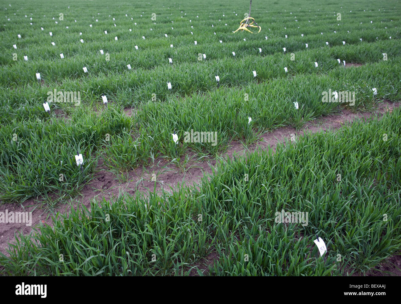 Tte symbol hi-res stock photography and images - Alamy