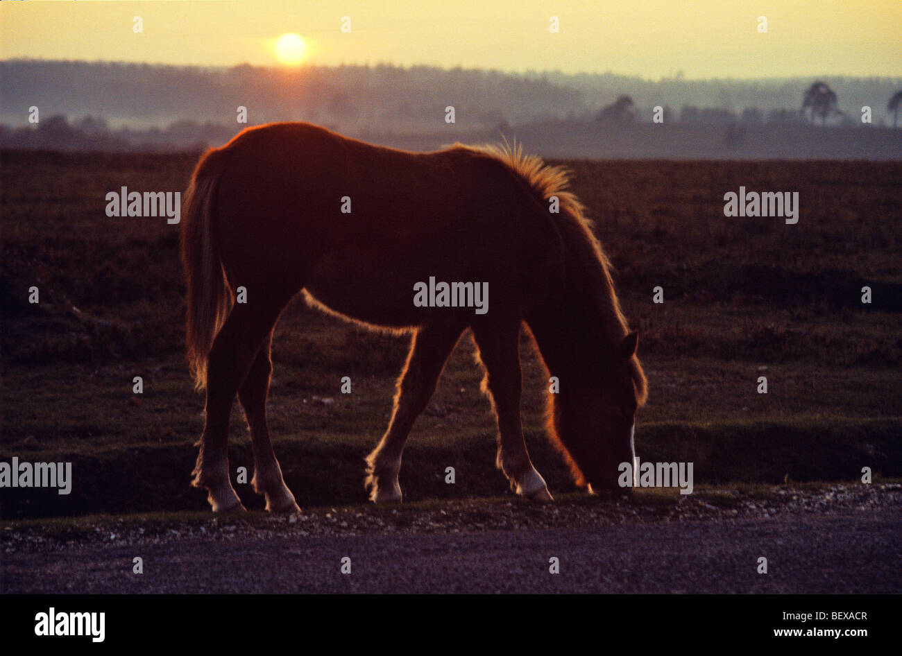 Pony horse silhouette sunset uk hi-res stock photography and images - Alamy