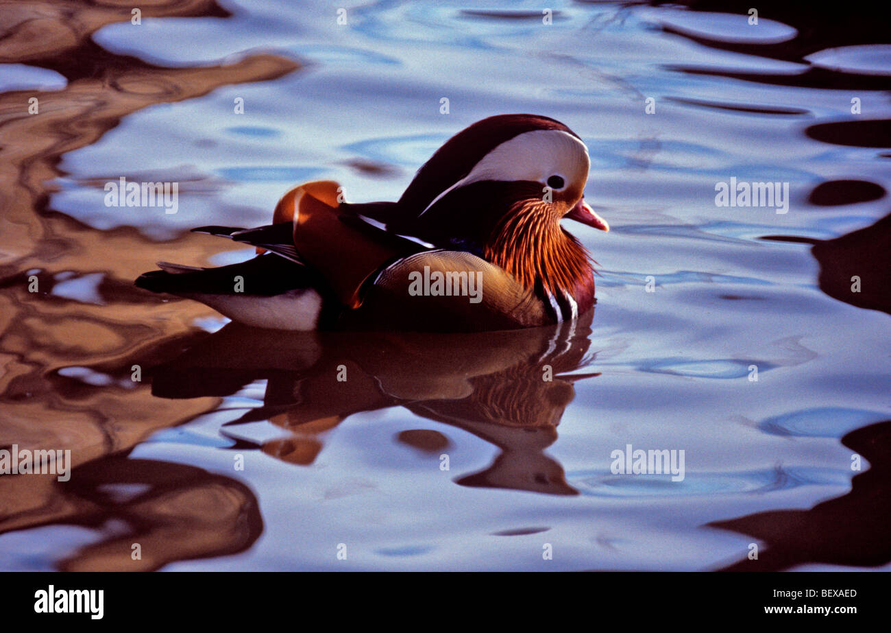 Wildfowl picture hi-res stock photography and images - Alamy