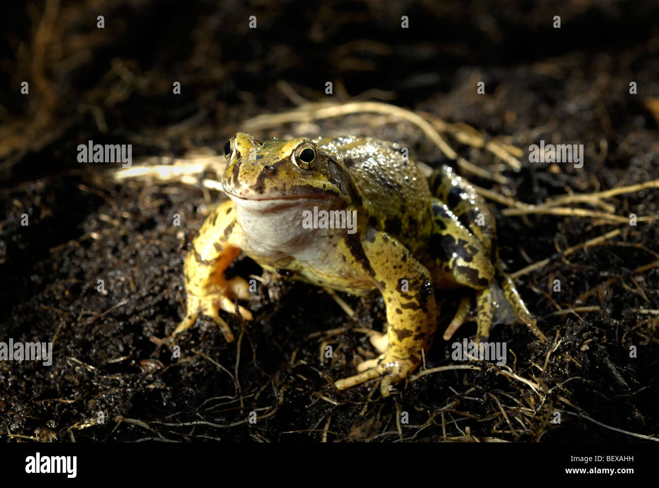 Smooth frog skin hi-res stock photography and images - Alamy