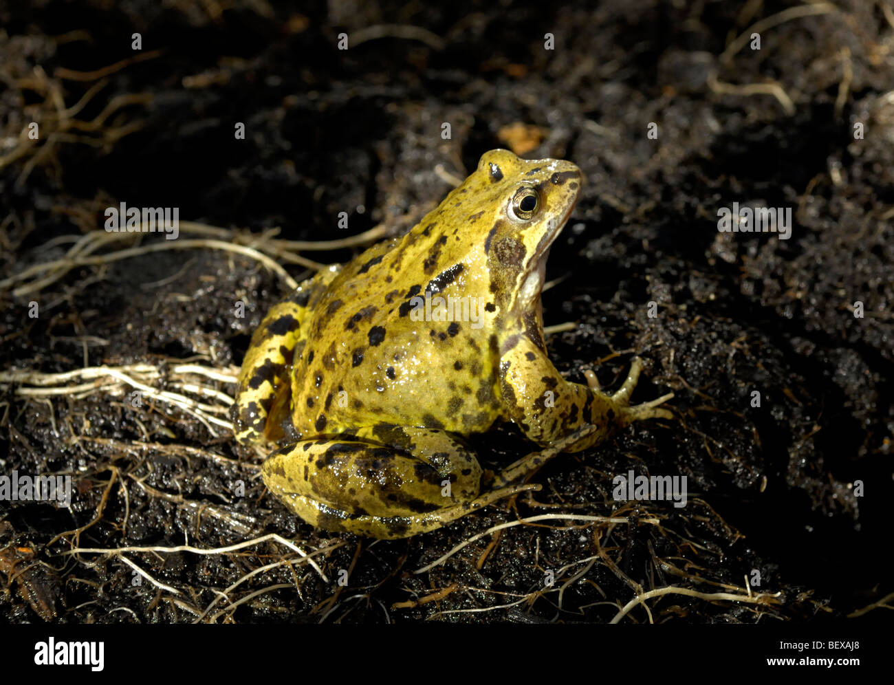 Smooth frog skin hi-res stock photography and images - Alamy