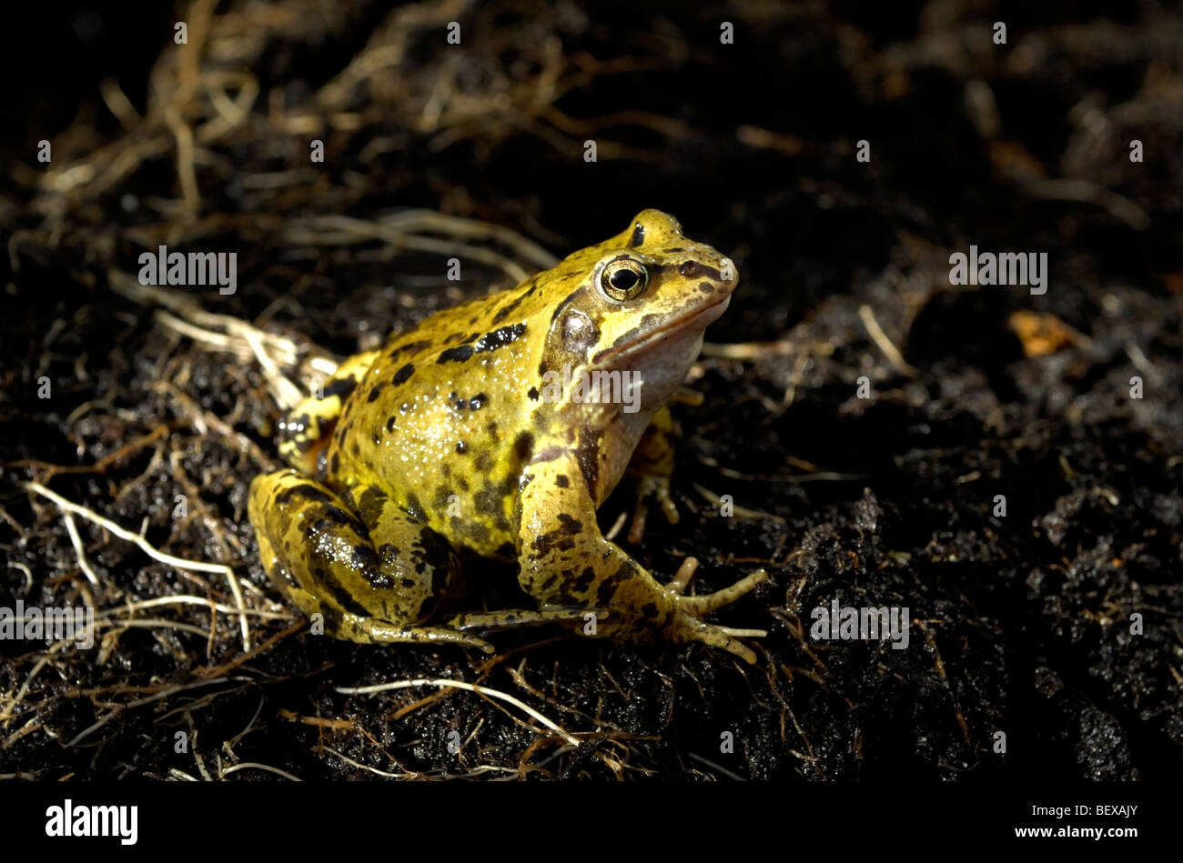 Hopping frog hi-res stock photography and images - Alamy