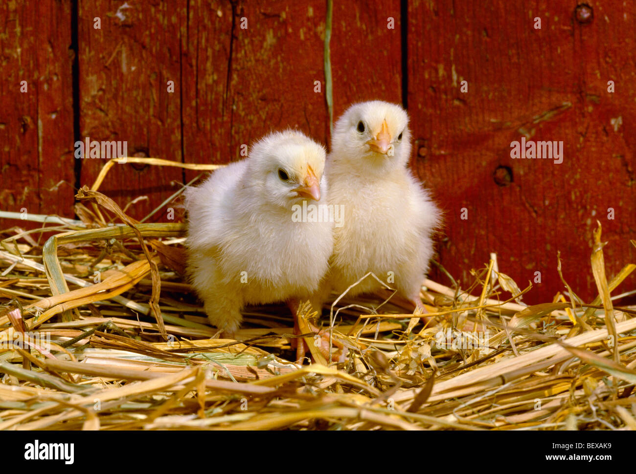 Poultry farm chicks usa hi-res stock photography and images - Alamy