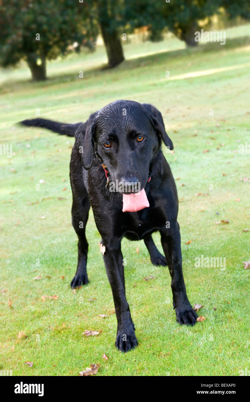 Dog wagging its tail hi-res stock photography and images - Alamy