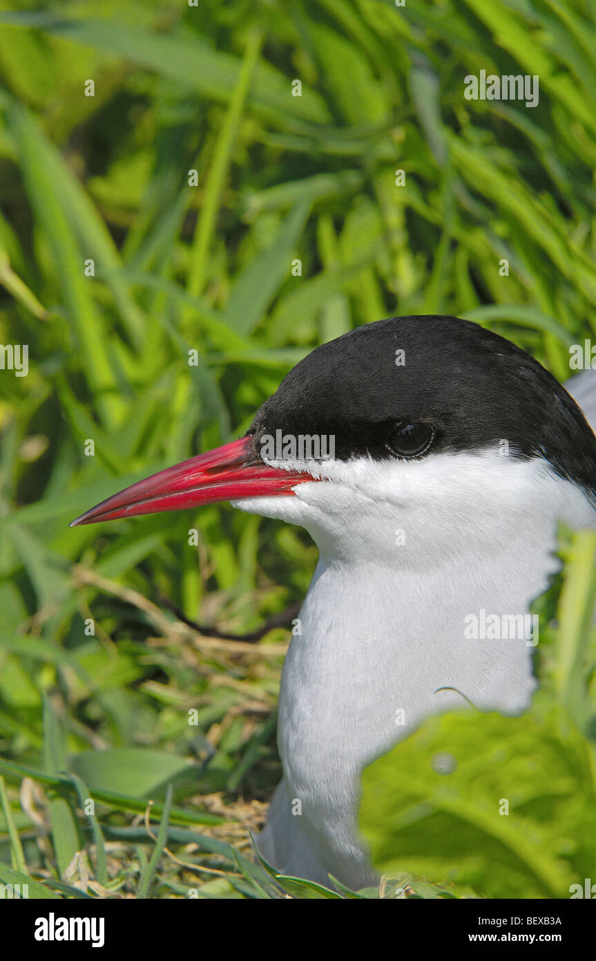 Arctic Tern (Sterna Paradisaea) on nest. Scotland. U.K Stock Photo - Alamy