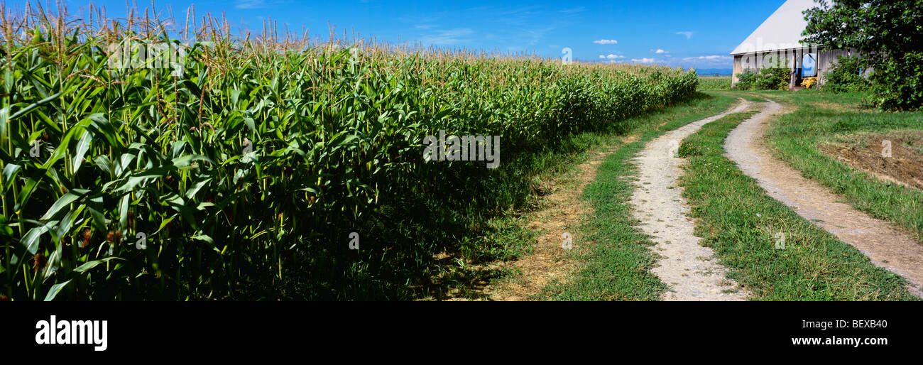 Agriculture Field Of Fully Tasseled Sweet Corn Alongside A Farm Road And Barn Skagit Valley